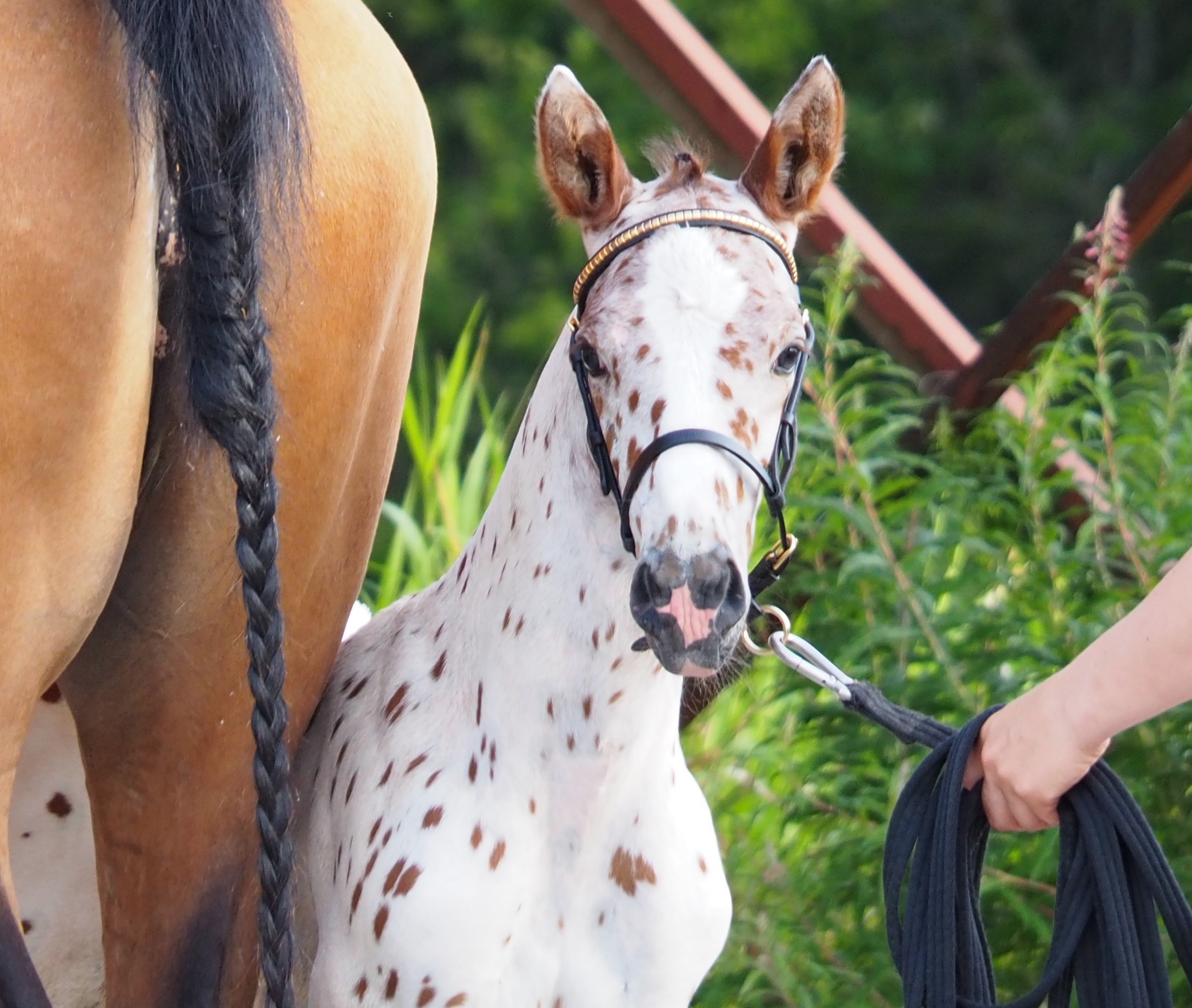 Equine Recurrent Uveitis, ERU